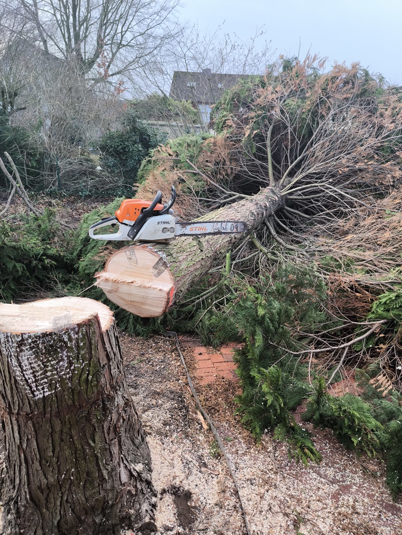 Wer darf einen Baum fällen? Vorschriften für Baumfällung