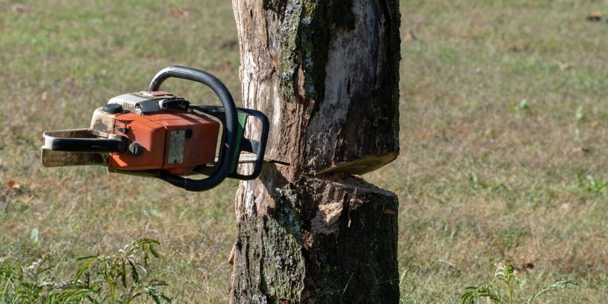 Baum fällen lassen – Genehmigung, Kosten & Ablauf
